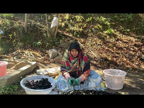 Walnut harvest in village☘️, have you ever seen walnut harvest up close 🙌