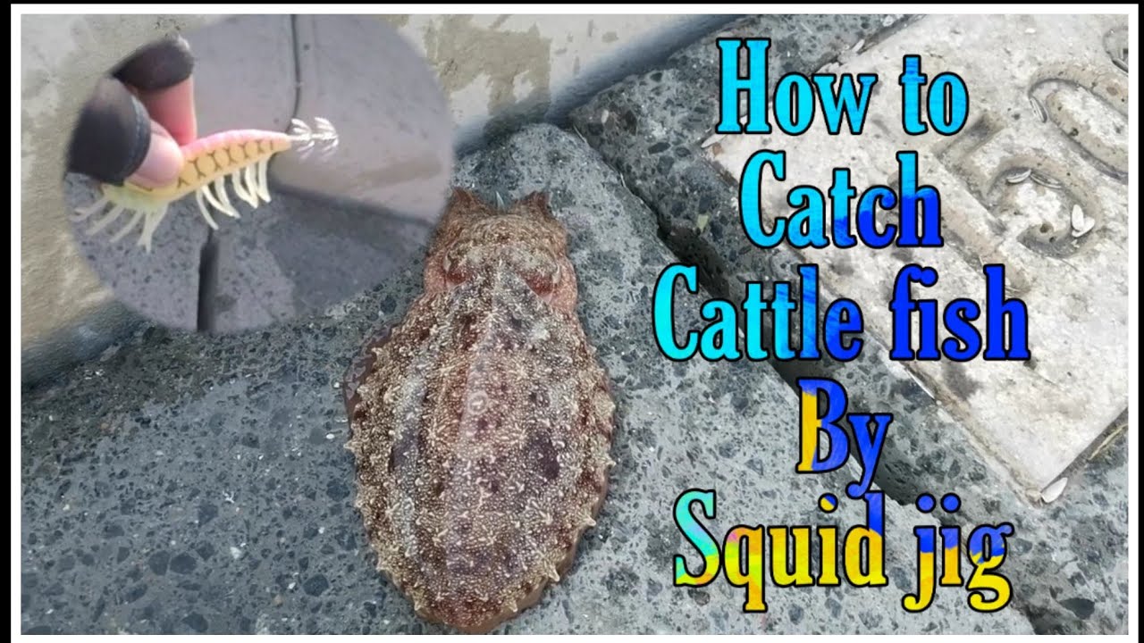#cattlefish #squid #kubutan how to catch cuttlefish or kubutan ...