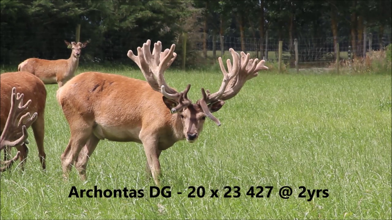 Archontas DG 2017 @ 2yrs - YouTube