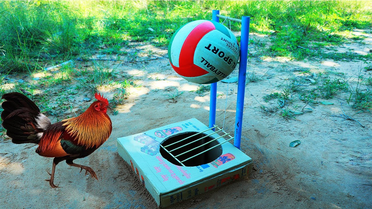 Creative Technology Easy Wild Chicken Trap Make From paper Box And Ball ...