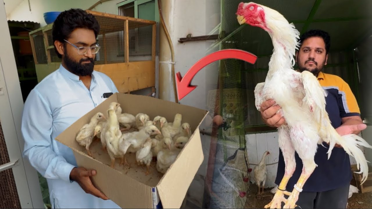 Saray Chicks Apny New Ghar Chly Hain,Murgion K Bachy Bhi Niklny Waly ...