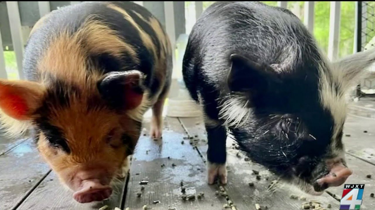 ‘Hanging on for dear life’: Family of beloved pet pigs drown in McGirts ...