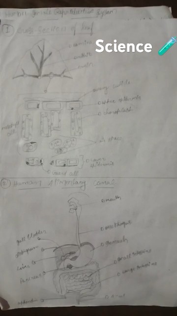 all important diagram class 10th for board exam 😁😁😁😁 - YouTube