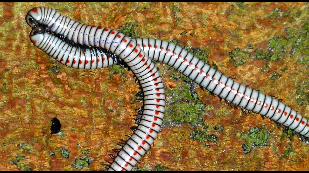 Milípedo/Gongolí de Puerto Rico (Anadenobolus arboreus) Puerto Rican ...