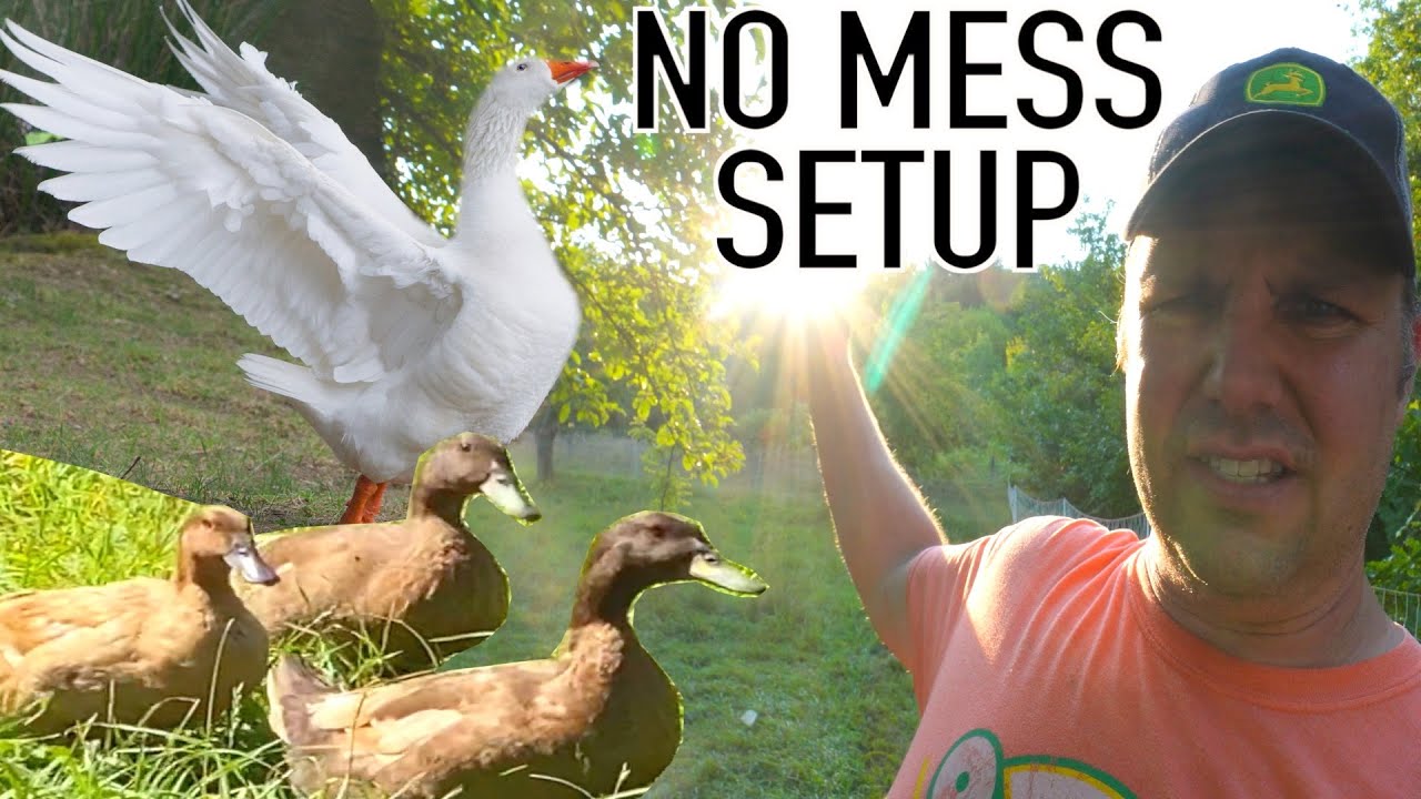 Our Free Range Duck & Goose System - YouTube