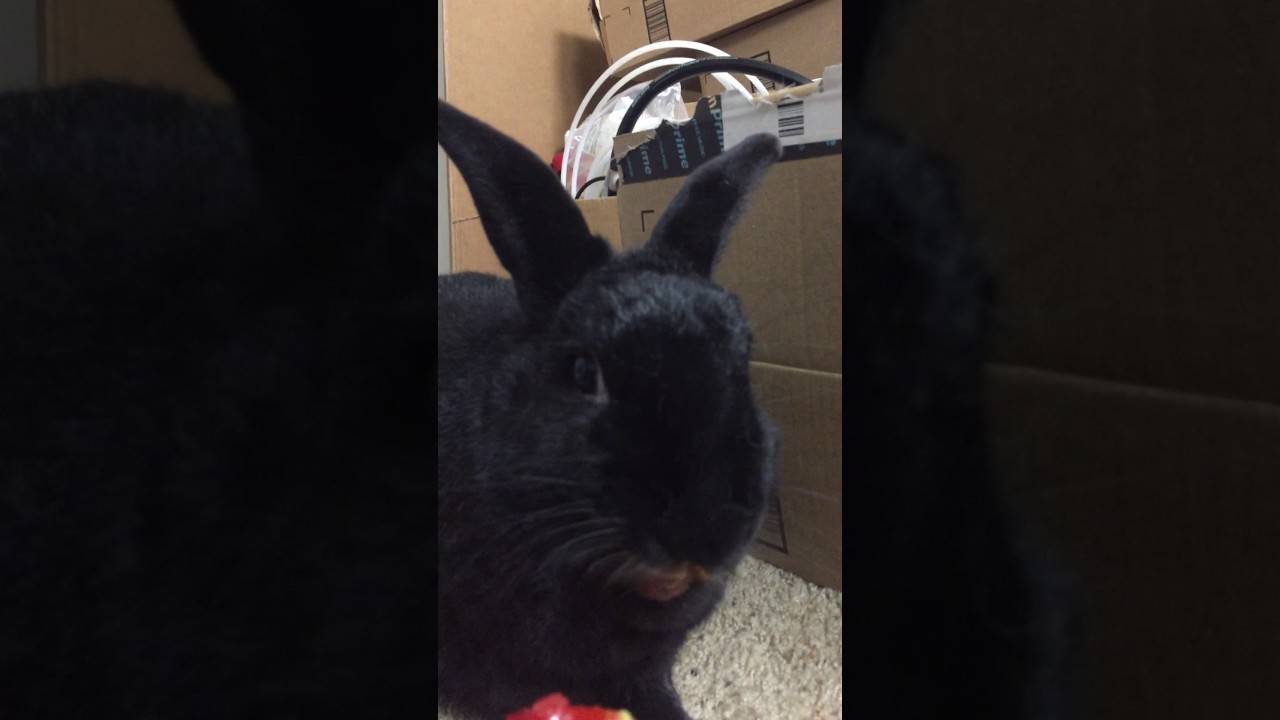 Bunny Sticking Tongue Out - YouTube