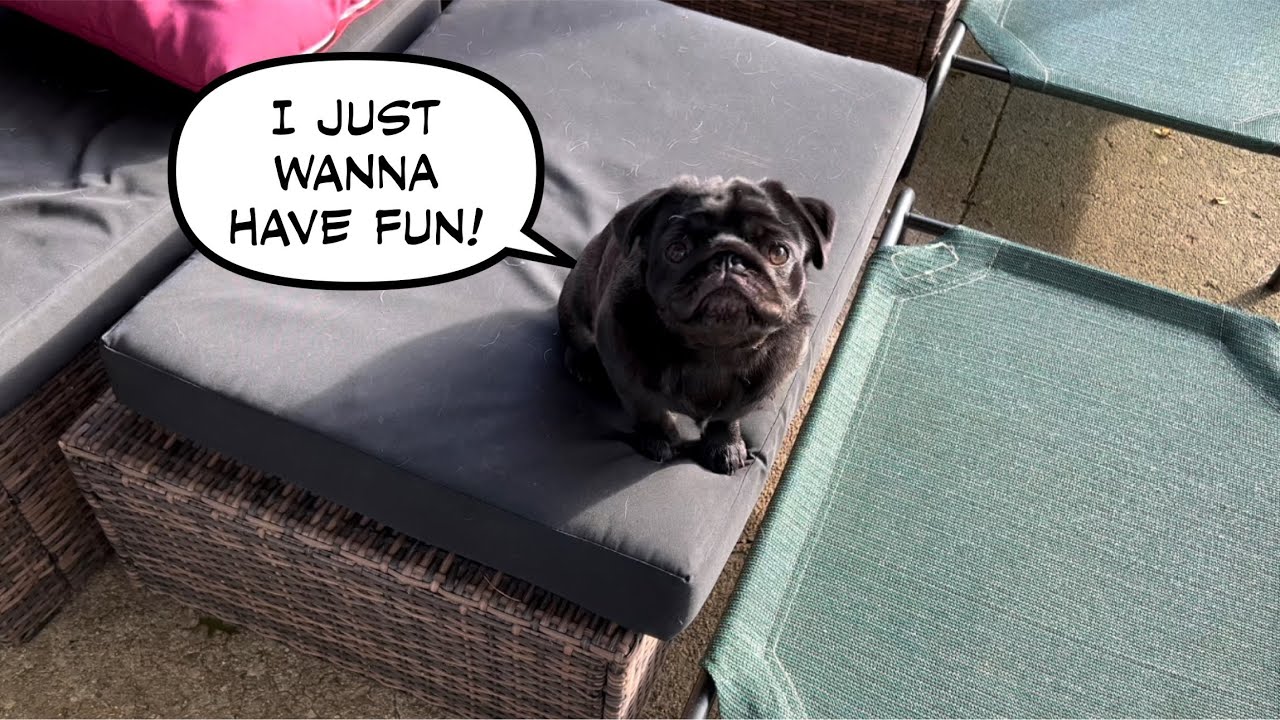 Just a Friday morning with 3 Pugs - YouTube