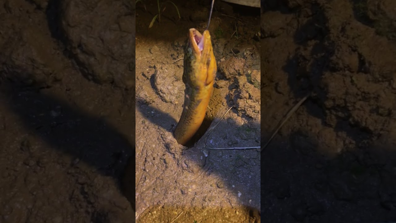 Night Life | Eel fishing | Eel hunting | Eel catching - YouTube