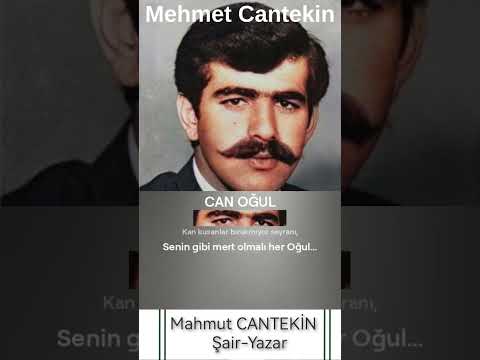 CAN OĞUL   MAHMUT CANTEKİN