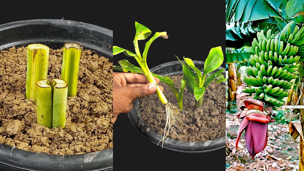 The World should know this Technique How to propagate Multiple Banana ...