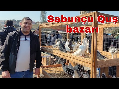 Sabunçu Quş bazarı 27 mart 22 #mubarizemintv #sabuncuqusbazari #sabuncutoyuqbazari