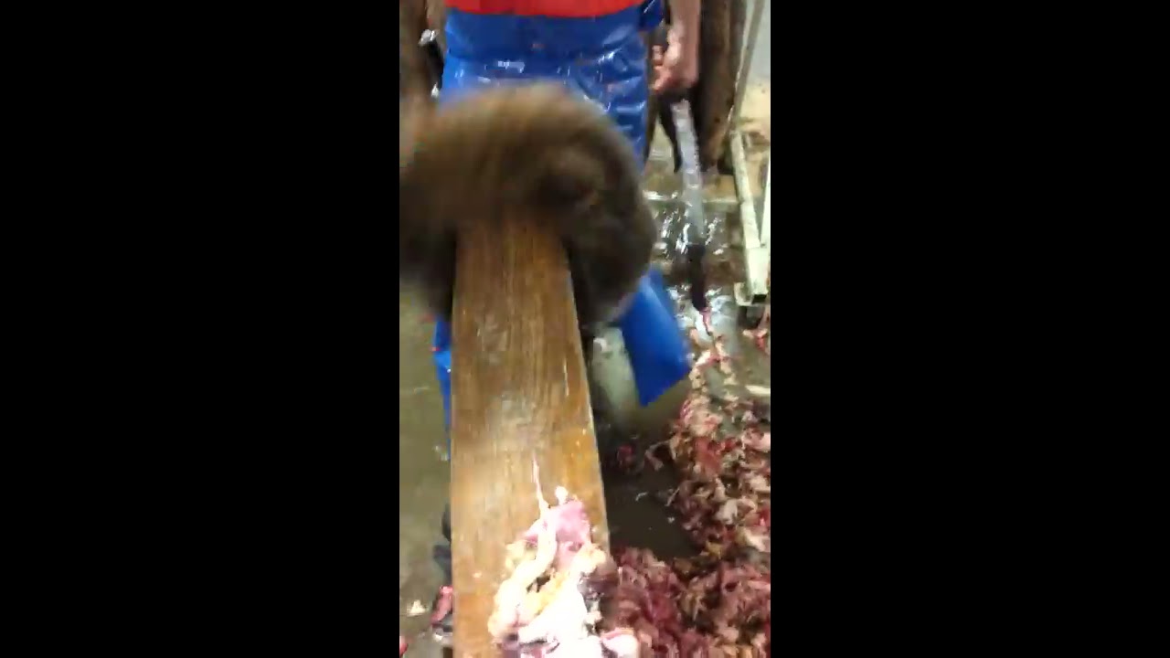 How professionals flesh beaver? - YouTube