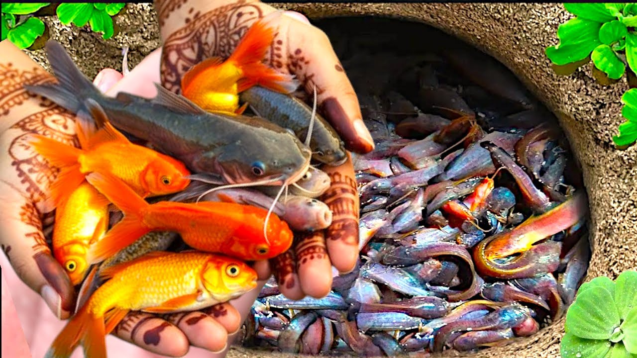 Catch beautiful ornamental fish in small ponds, Comet Fish, Broom Fish ...