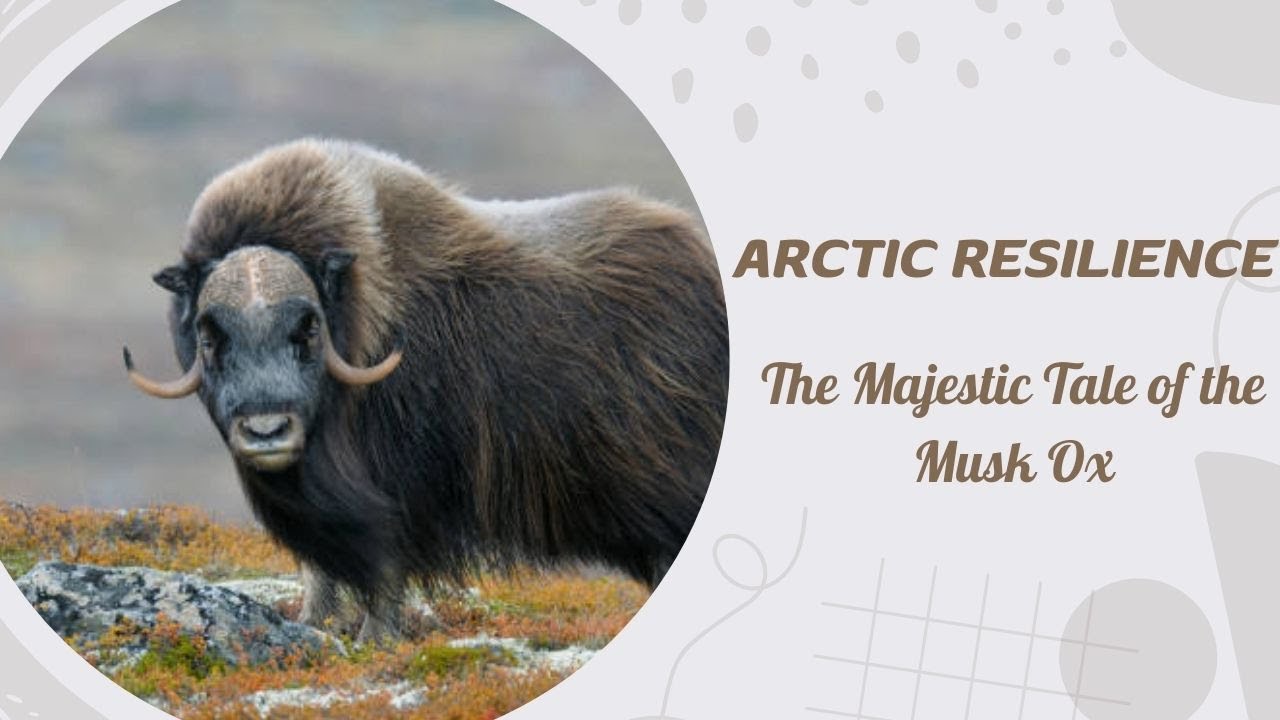 Arctic Resilience: The Majestic Tale of the Musk Ox - YouTube