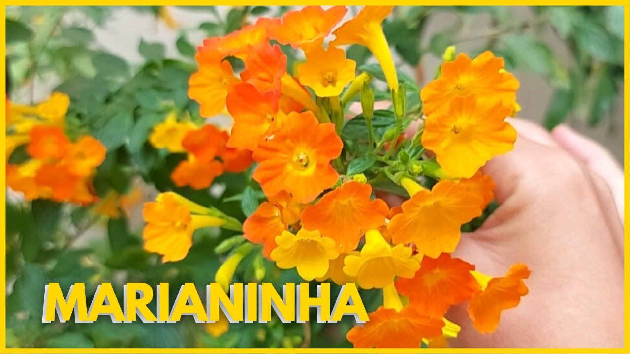 MARIANINHA - STREPTOSOLEN JAMESONII |Aprenda como cultivar a Marianinha ...