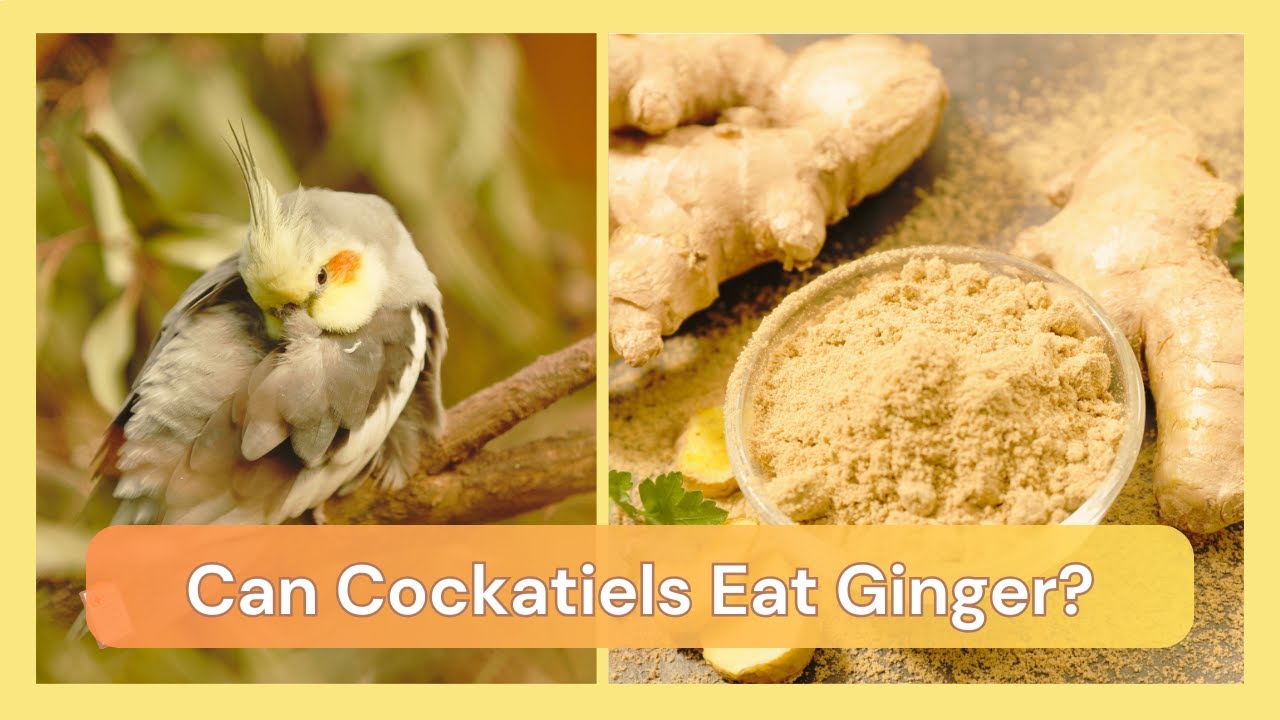 Can Cockatiels Eat Ginger 🦜🍃 | Dr Cockatiel - YouTube