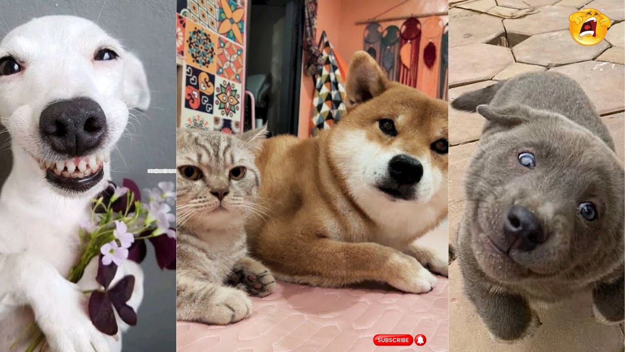 The Funniest pet pranks Videos 2024! 🤣 | BEST Compilation of the worl🐶 ...