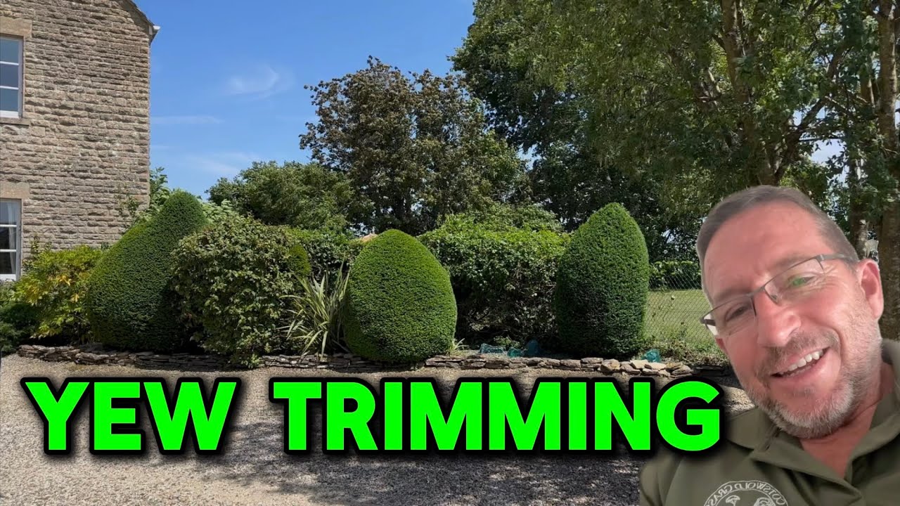 Trimming Yew bushes for a regular client! - YouTube