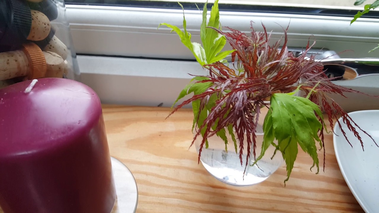 Rooting Japanese Maple In Water YouTube rooting-japanese-maple-in-water-youtube