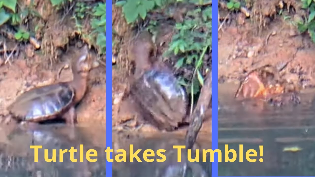 Turtle takes a Tumble! - YouTube