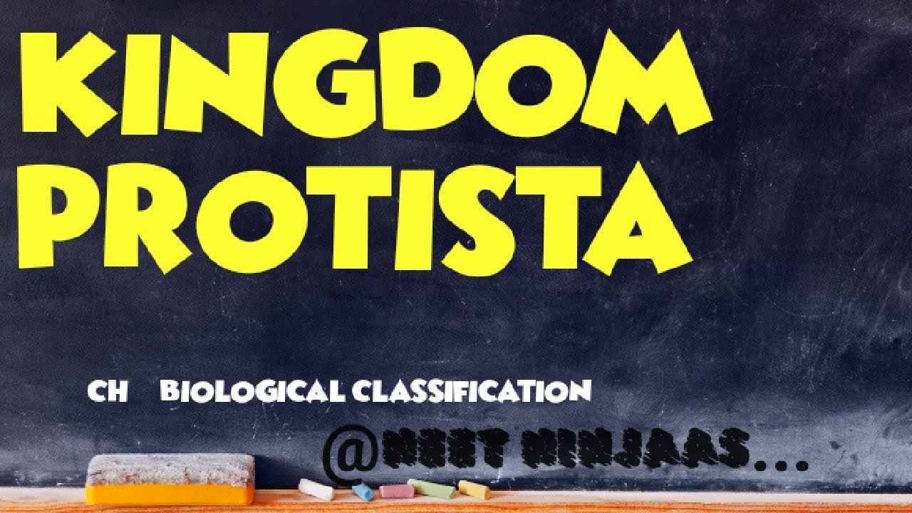 KINGDOM PROTISTA| ch- BIOLOGICAL CLASSIFICATION of class 11| ncert|neet ...