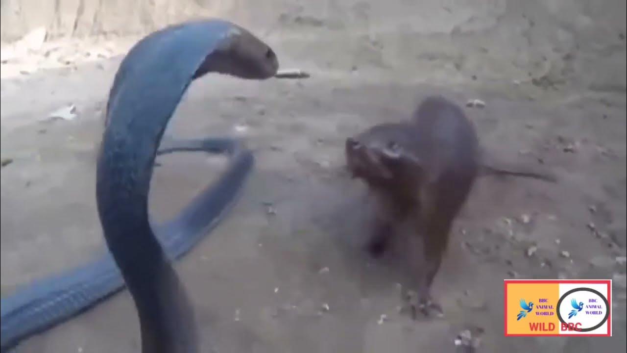 Mongoose vs snake cobra 2022 fight ||BBC Wild World|| Animals Fighting ...