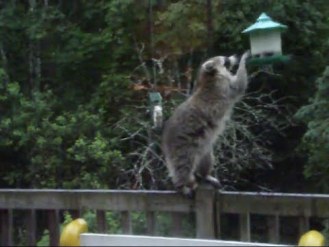 BAD RACCOON - YouTube