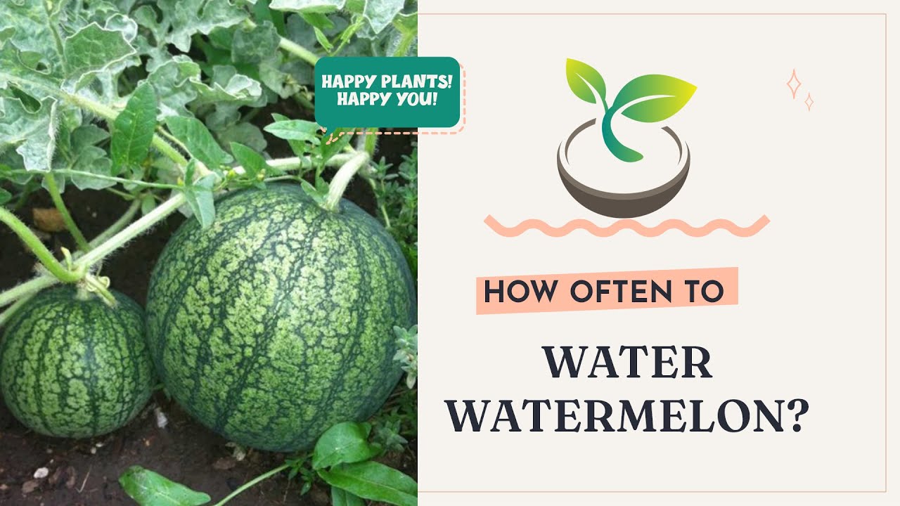 🍉🍀 Gardening 101: How Often to Water Watermelon for Perfect Harvest ...