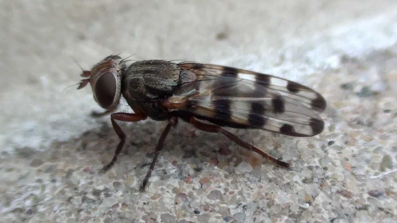 Picture-winged Fly (Ulidiidae: Ceroxys latiusculus) Close-up - YouTube