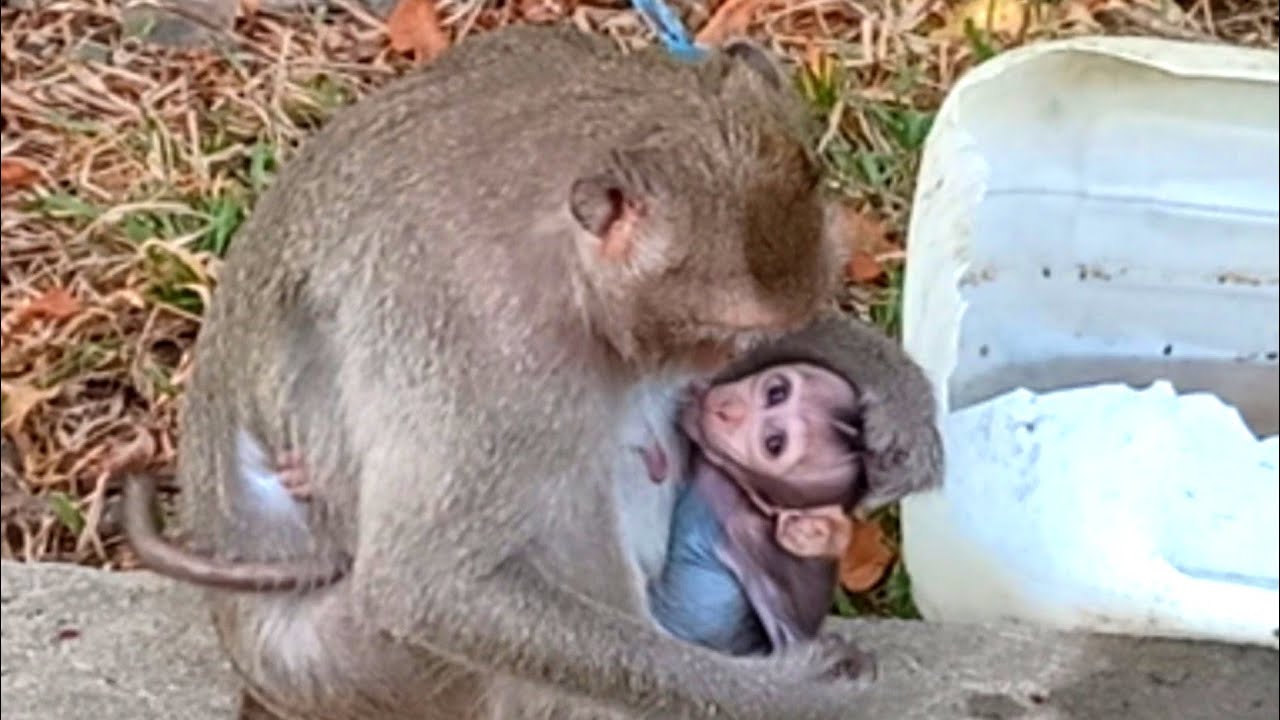 Very Very Sweet Mommy ! Adorable Baby Get Drink Milk So Cute - YouTube