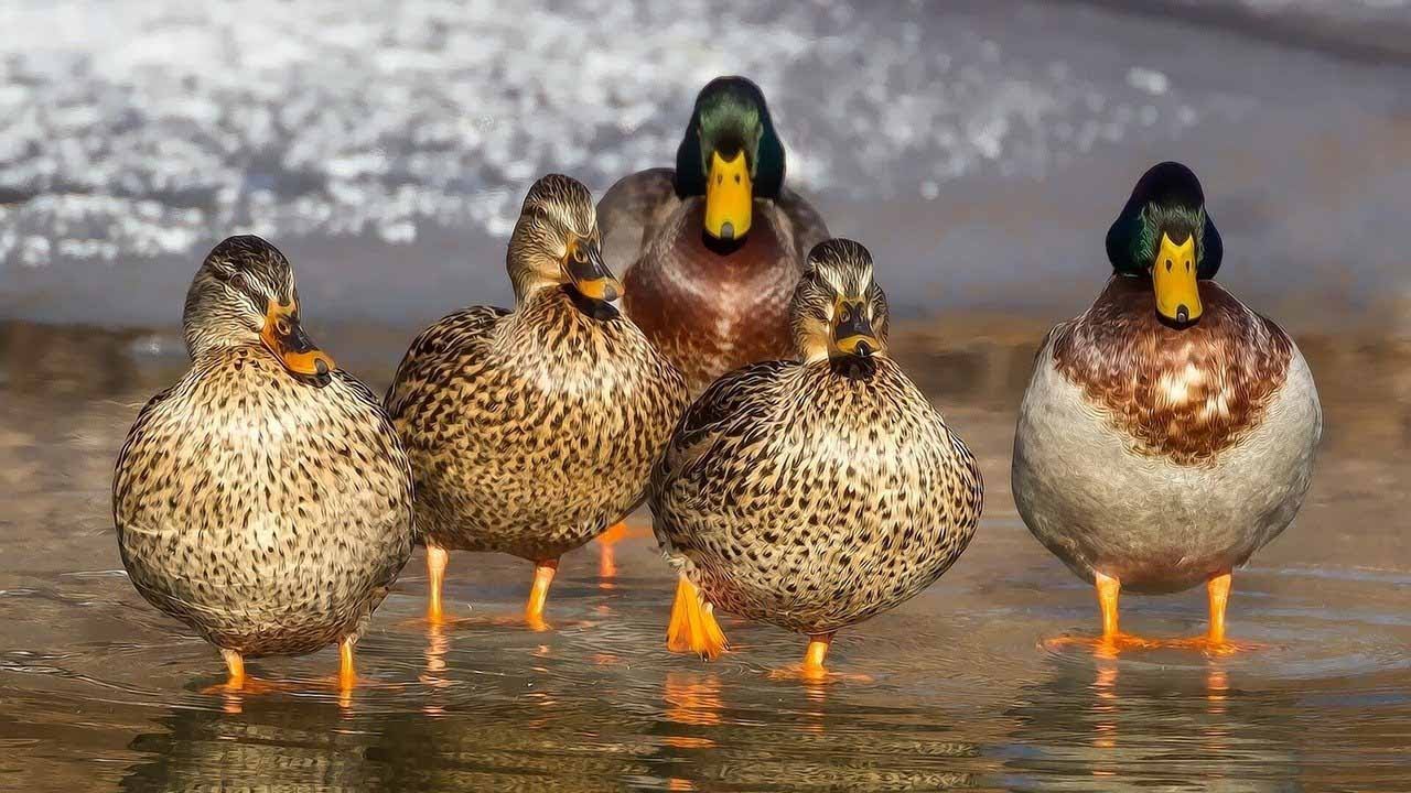 Amazing Ducks. Germany Wildlife . Enten in den Freiern Natur (Enten ...
