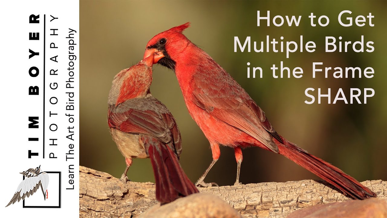 How to Get Multiple Birds in the Image Sharp - YouTube