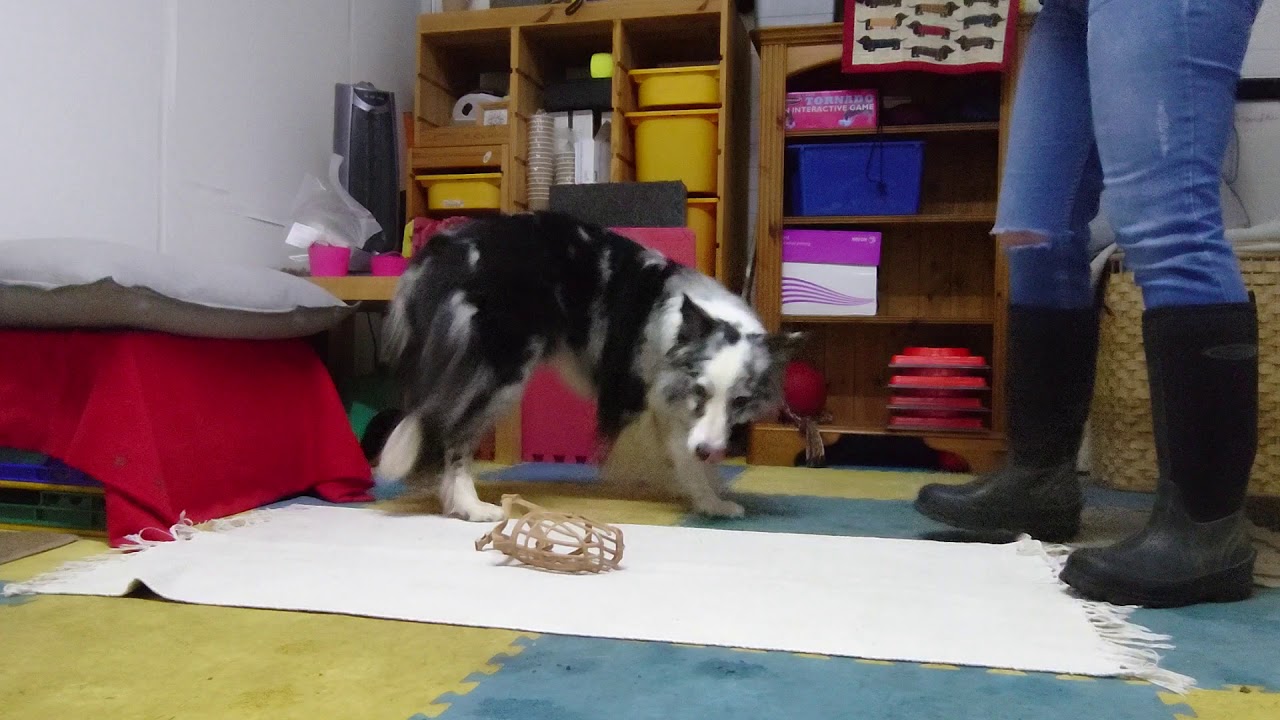 Muzzle Training, step 1 - YouTube