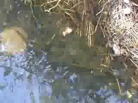 Frogs making love