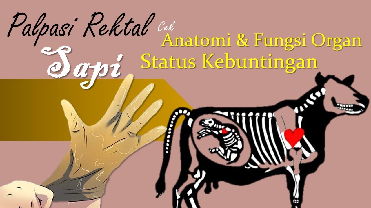 Kuliah Pengantar Palpasi Rektal pada Sapi Koass - YouTube
