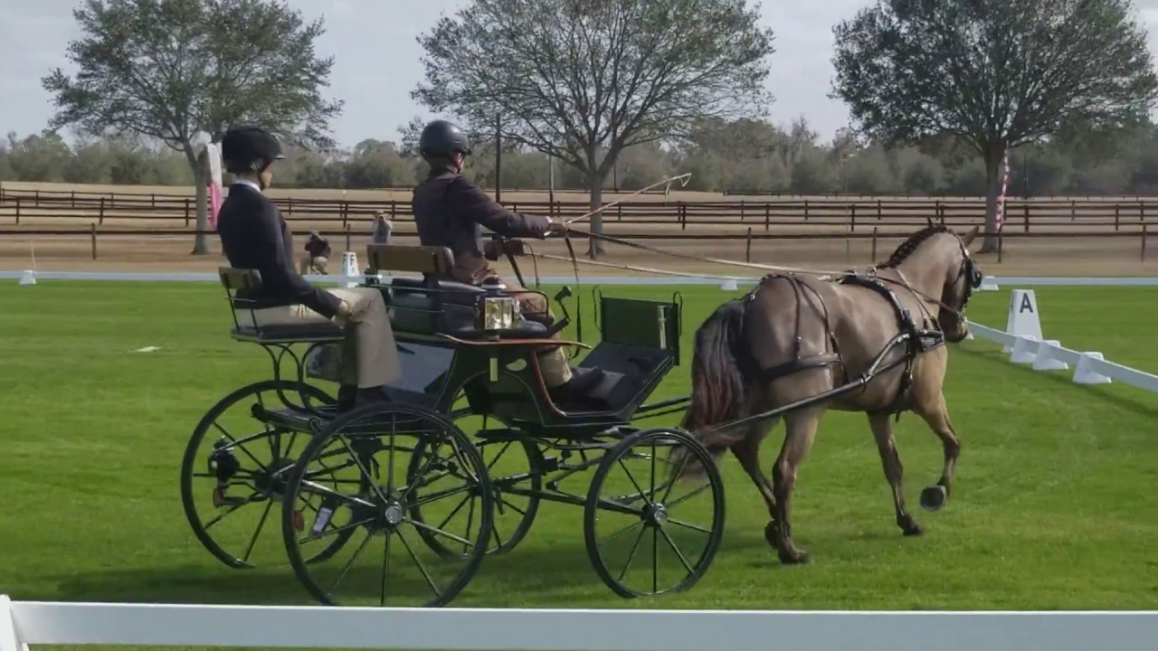 Riley and Aslan Palm Tree CDE 2018 Dressage - YouTube