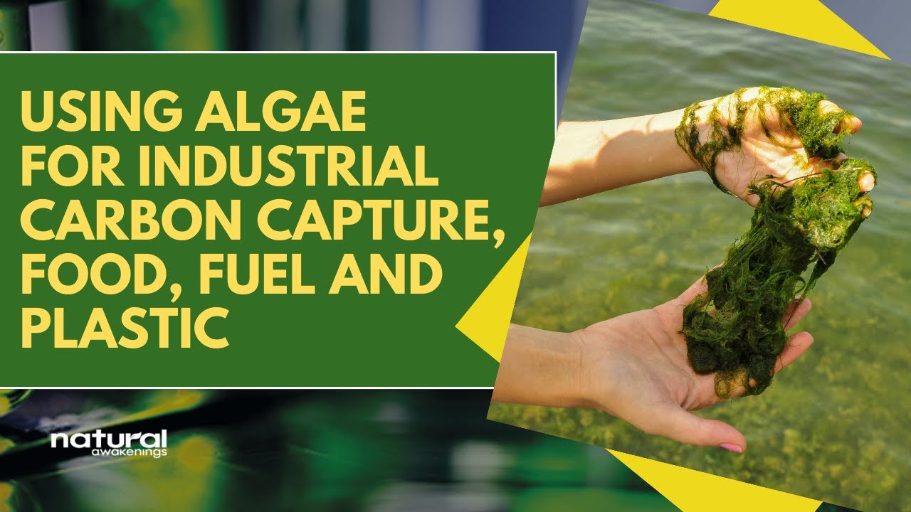 Using Algae for Industrial Carbon - YouTube