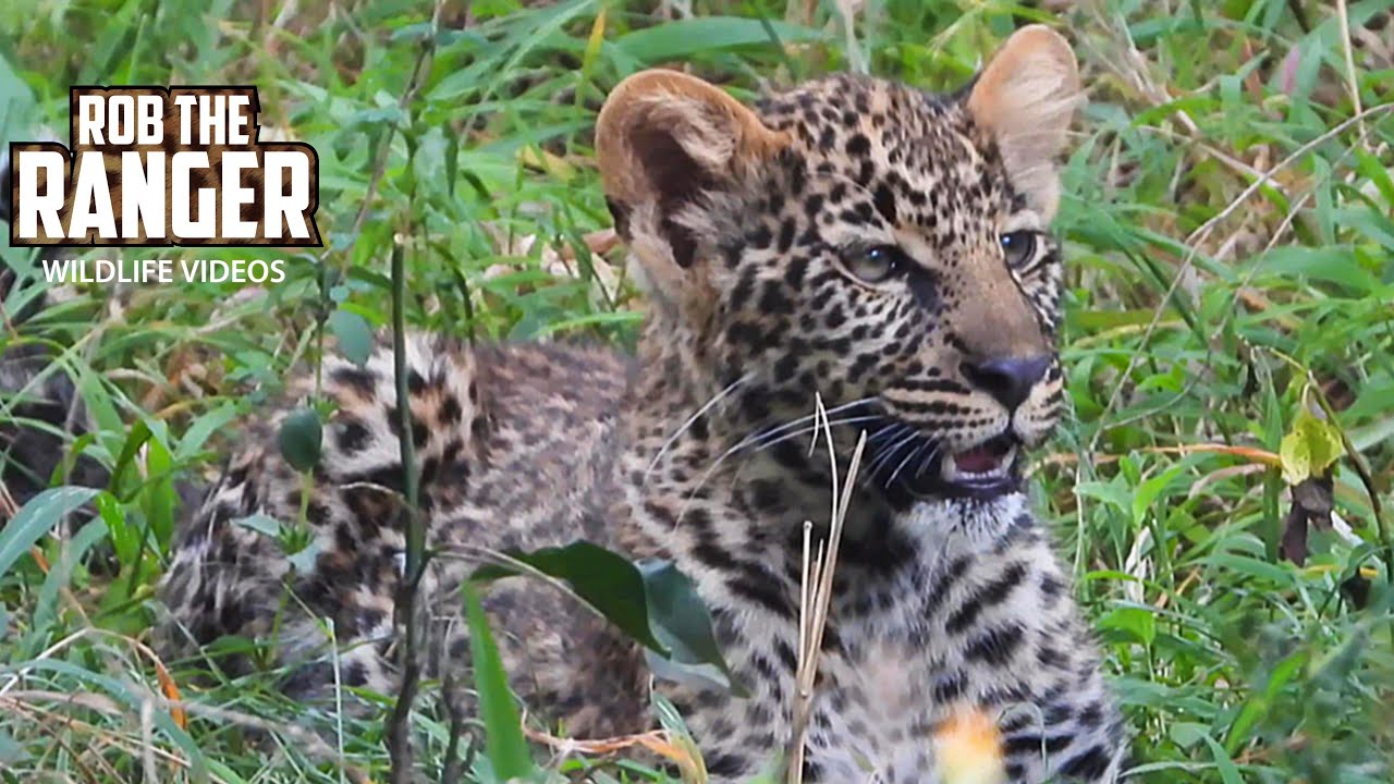 Kaboso Female Leopard And Cub | Maasai Mara Safari | Zebra Plains - YouTube