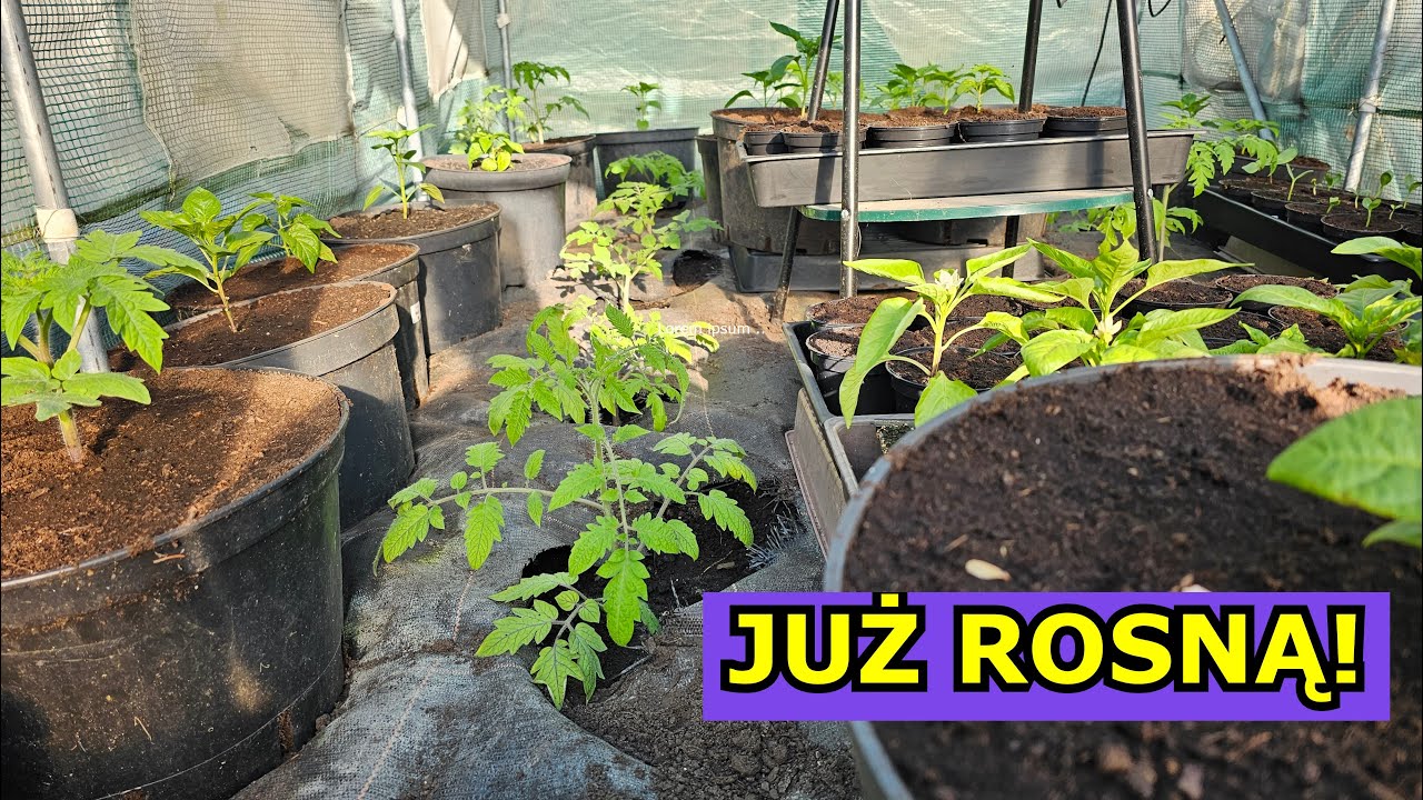 Pomidor i Papryka ROSNĄ, Koper CHRONIONY, Czosnek NAWIEZIONY, Ślimaki ...