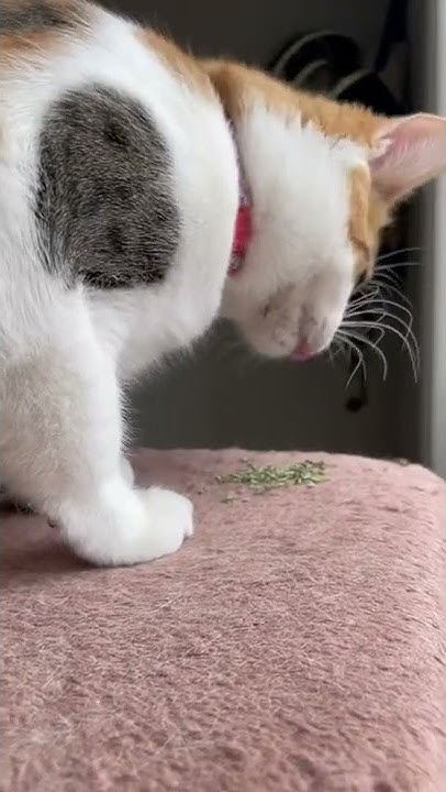 Kitten trying catnip for the first time - YouTube