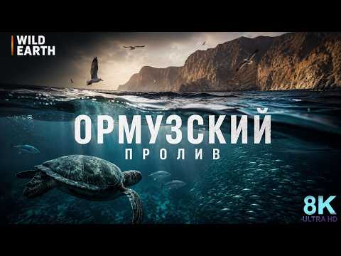 Ормузский пролив. Море жизни среди песков | WILD EARTH | Полный документальный фильм о дикой природе