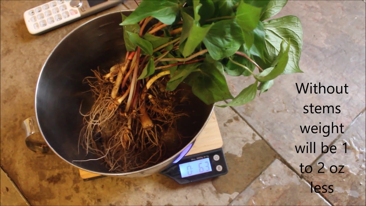 The Realities of Beth Root / Wild Trillium - YouTube