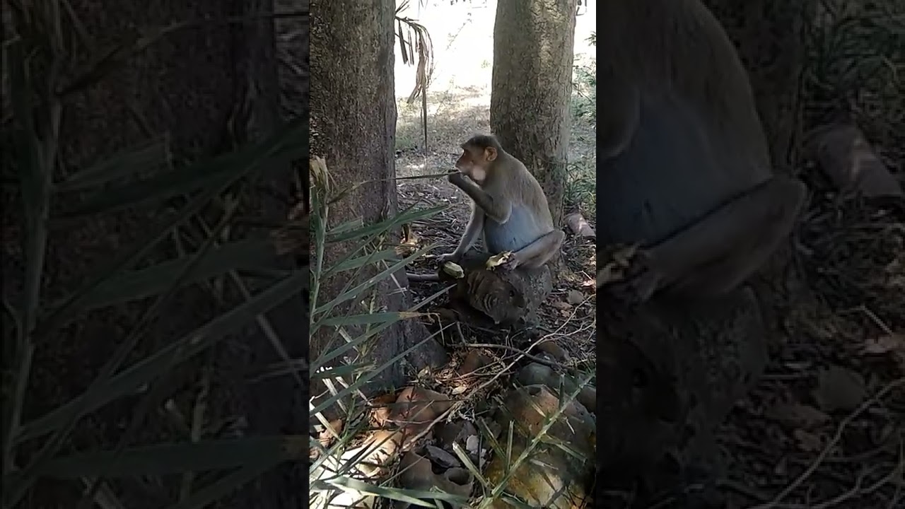 Tirupati Renigunta Temple Andhra Pradesh - YouTube