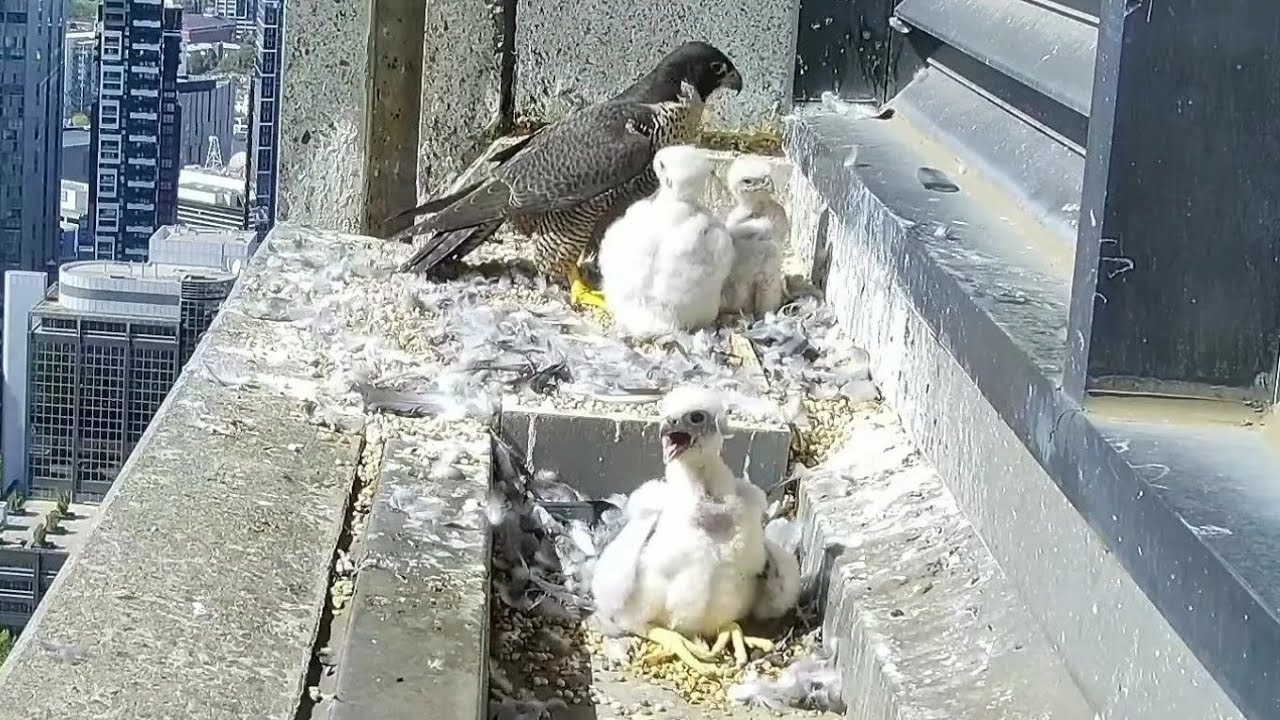 367 Collins Falcons | Chick wants to explore the nest area | Oct 16 ...