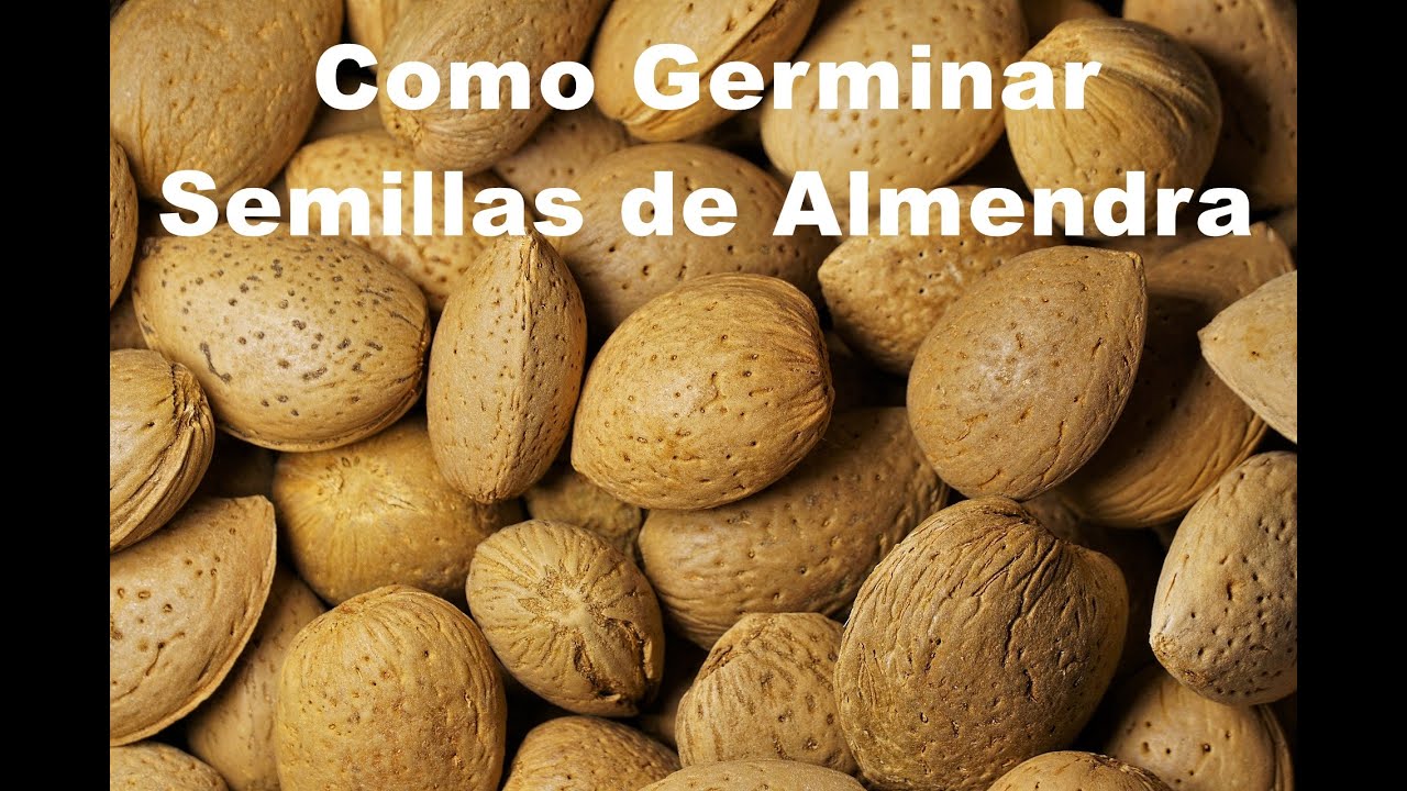 COMO GERMINAR SEMILLAS DE ALMENDRA - YouTube