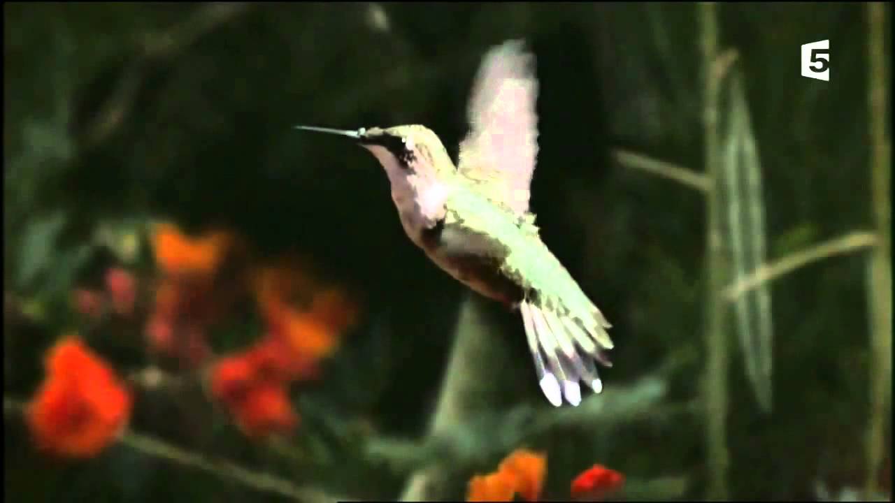 A documentary film part 1 | hummingbird | فلم وثائقي | طائر الطنان ...
