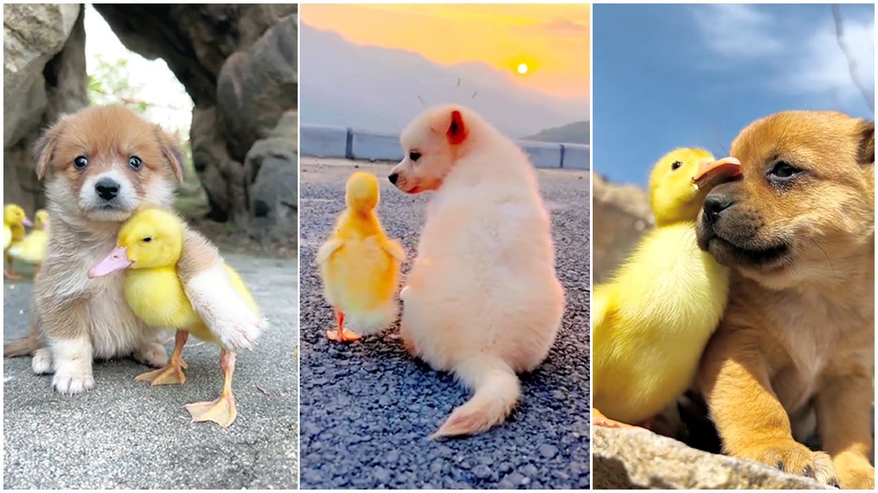 Ducklings And Puppies Are Best Friends? - YouTube