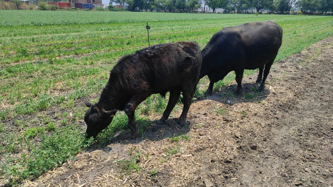 HOY VENDIMOS UN BECERRITO ANGUS PARA SEMENTAL!! - YouTube