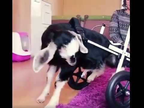 Goat Wheelchair - Goat Wheels - YouTube