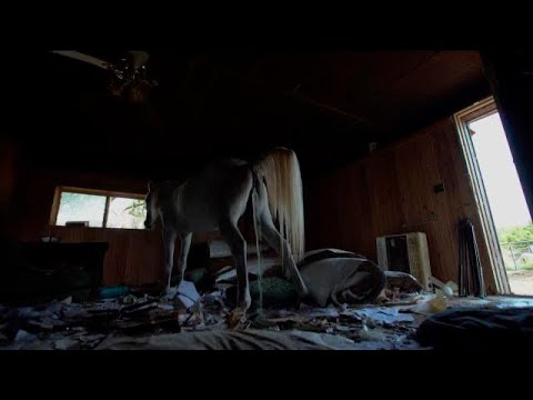 Ghost Adventures Horse Piss
